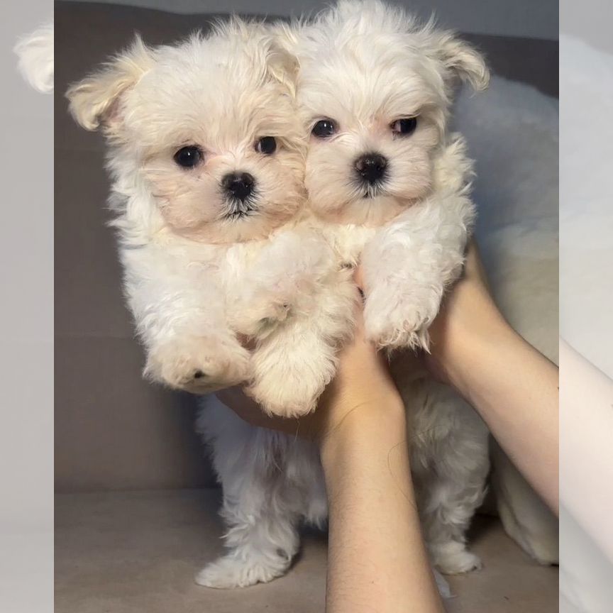 Мальтийская болонка, щенок