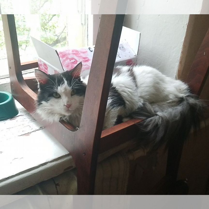 Кот у магазина