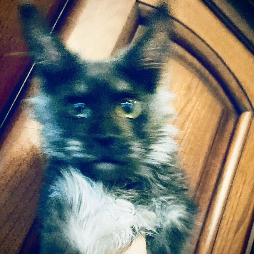 Кот мейнкун