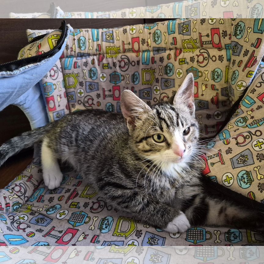 Котёнок в добрые руки