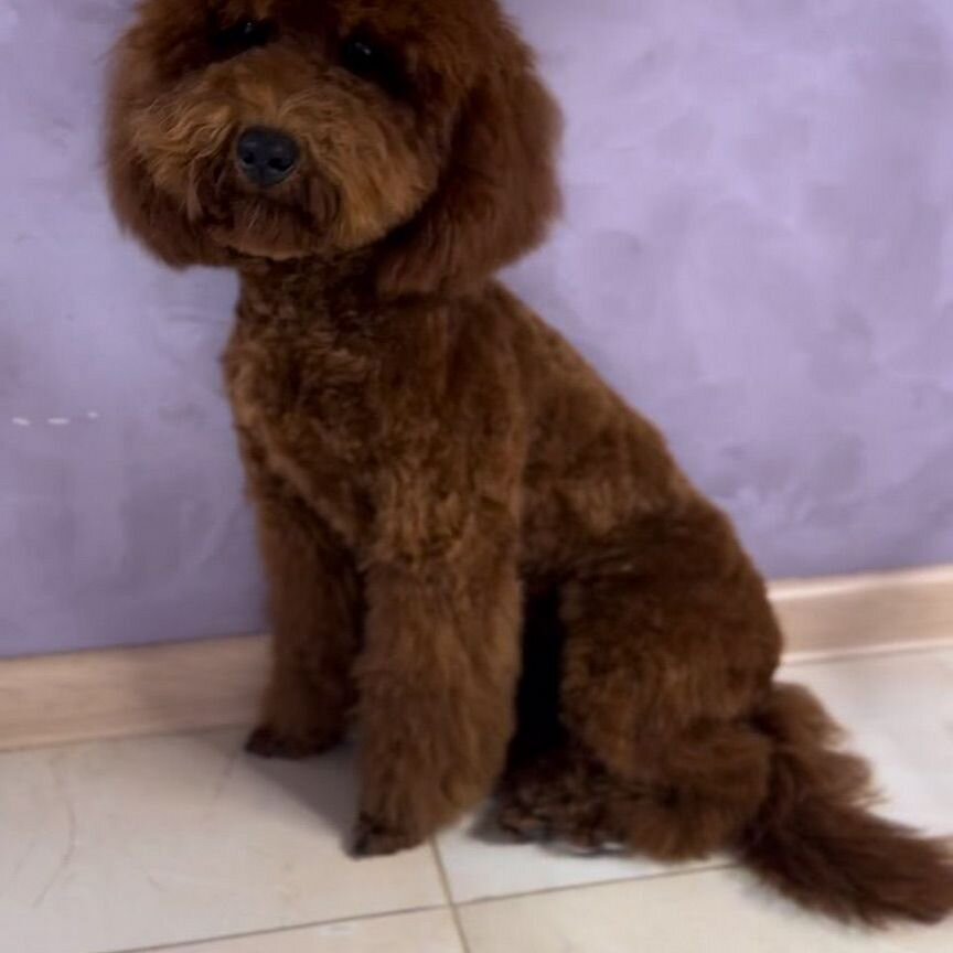 Пудель подросток