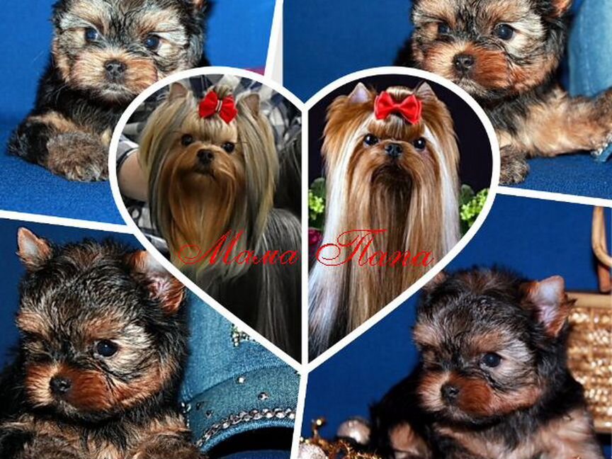 Небольшой мальчик Йоркширского терьера