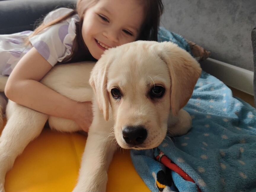 Лабладор ретривер