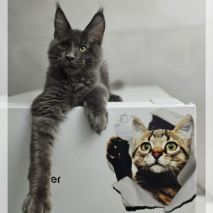 Мейн-кун котёнок