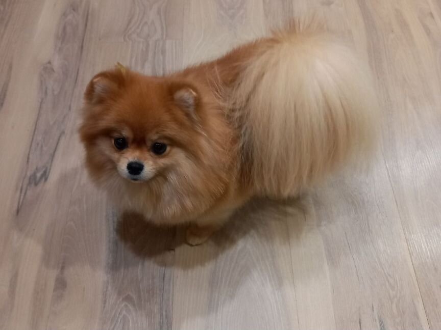 Вязка шпица