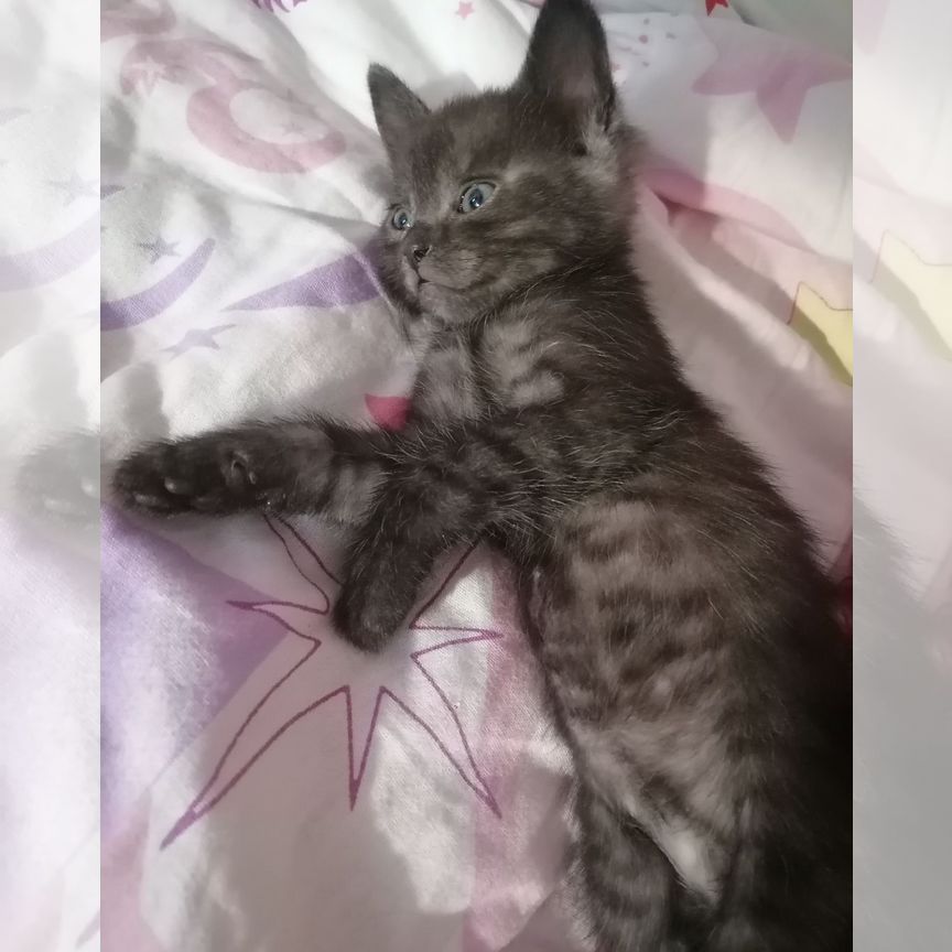 Котёнок в добрые руки