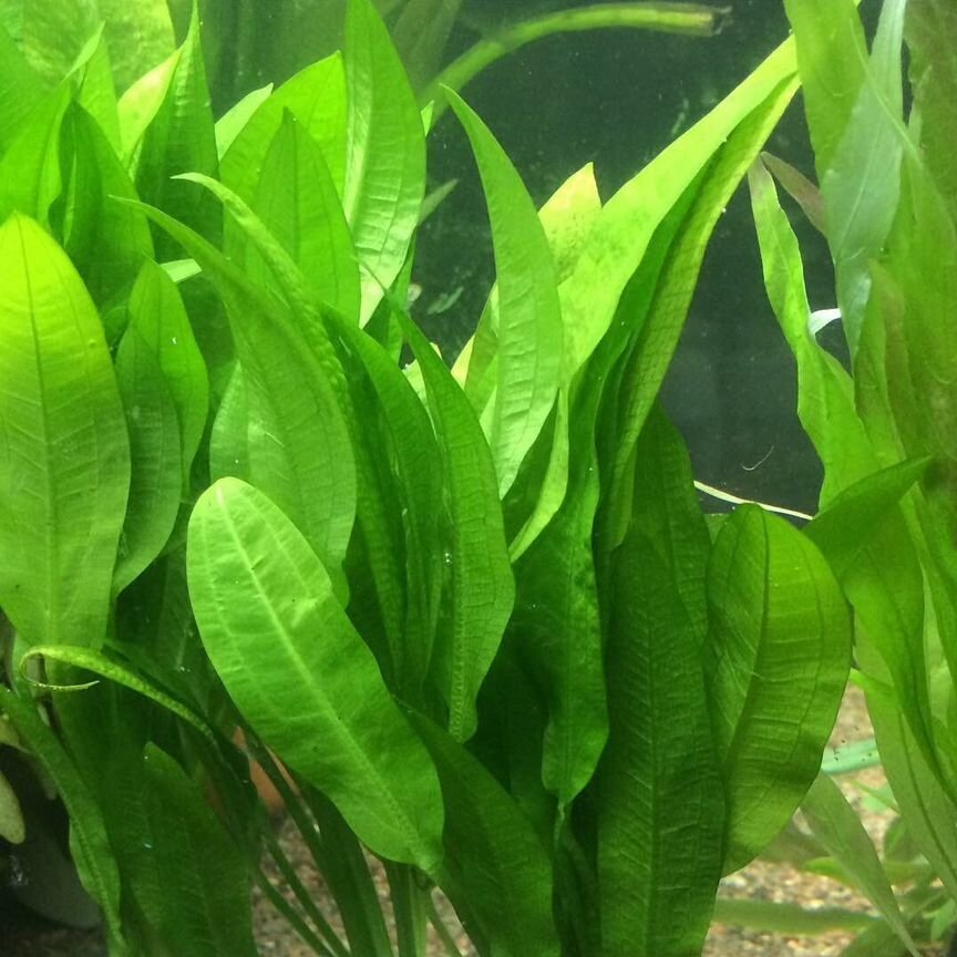 Аквариумное растение эхинодорус