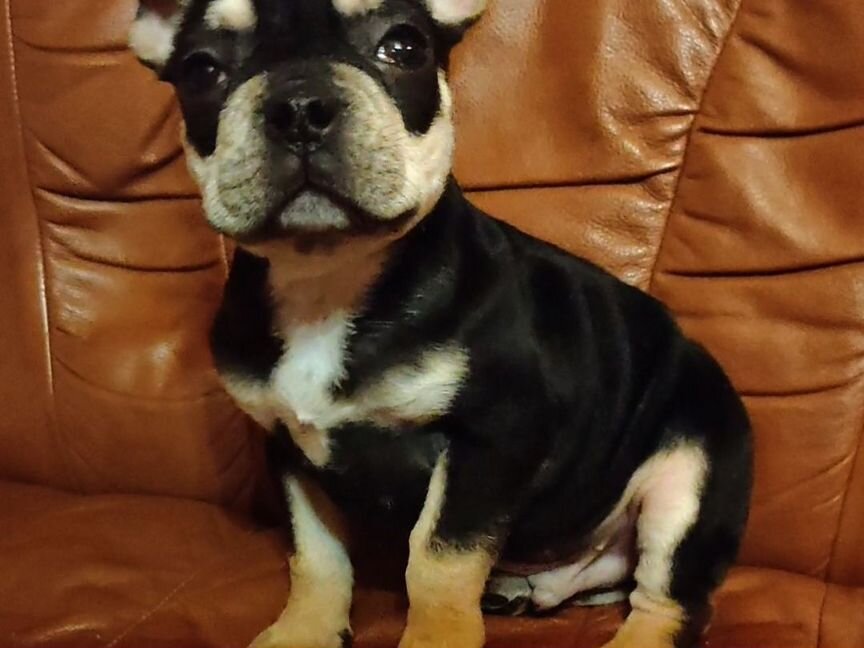 Французский бульдог мини мальчик