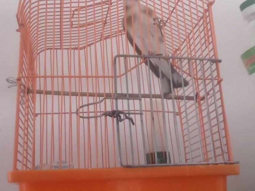 Седоголовый щегол