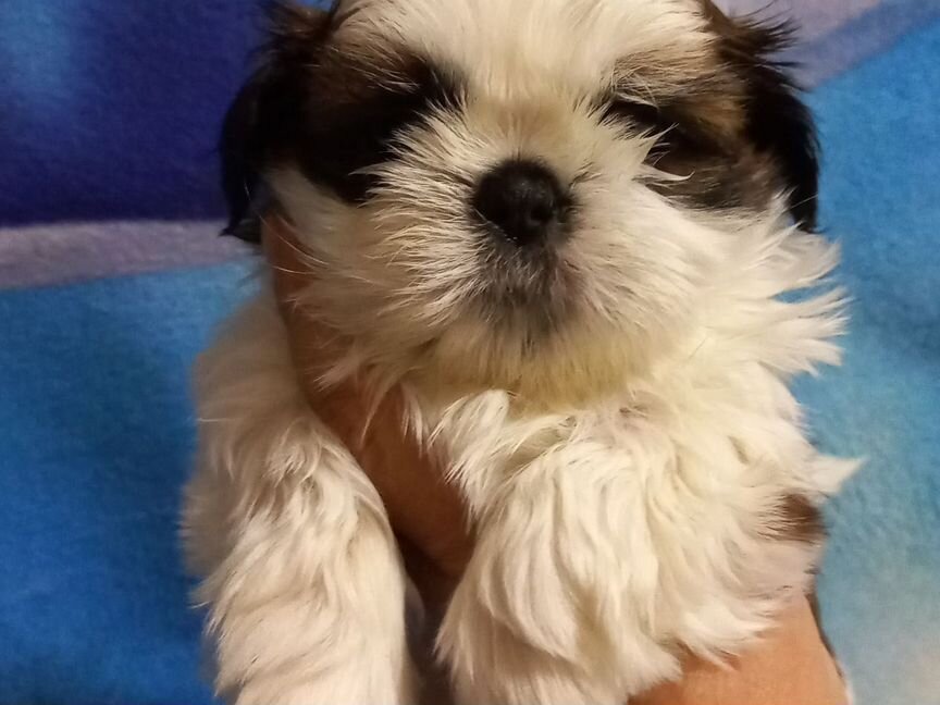 Щенки ши-тцу