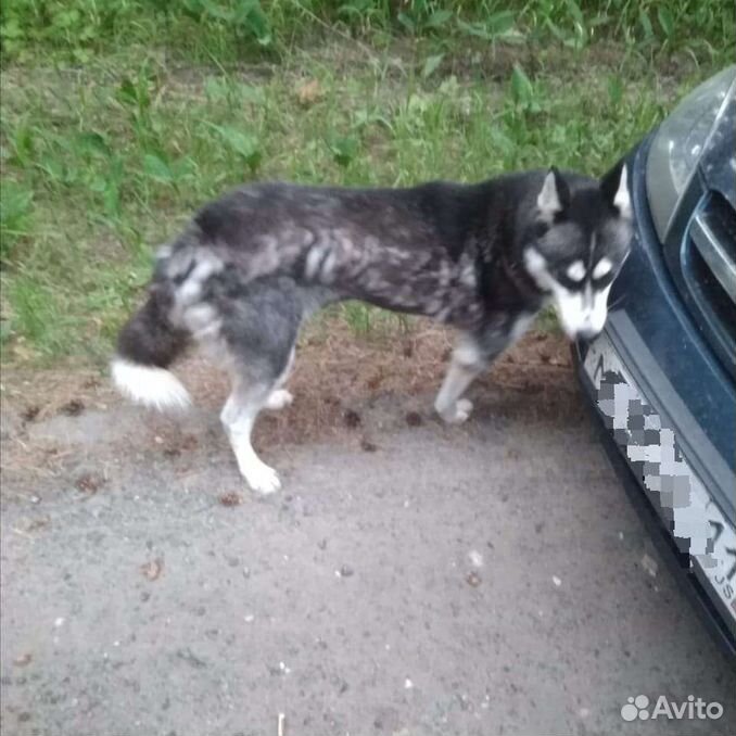 Сибирский хаски. Чья потеряшка