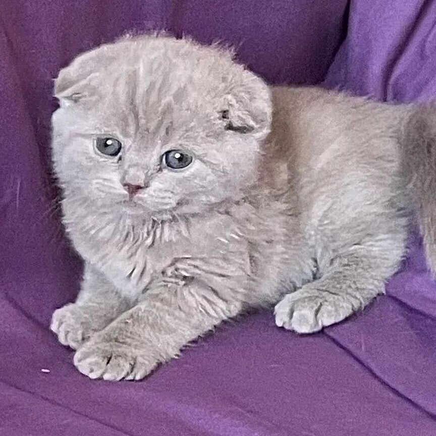 Шотландский вислоухий короткошёрстный котёнок