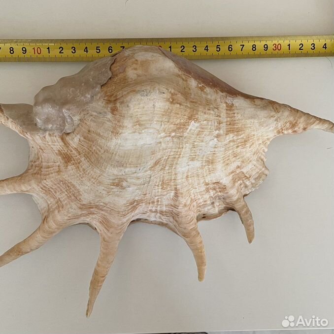 Ракушка рапана большая