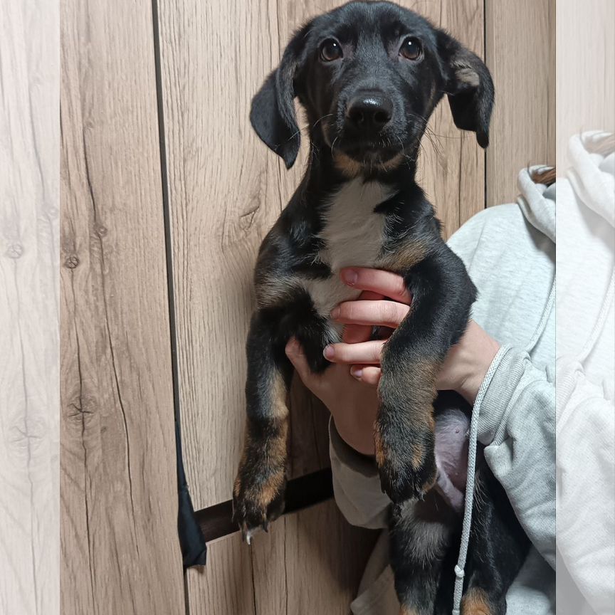 Щенок в добрые руки