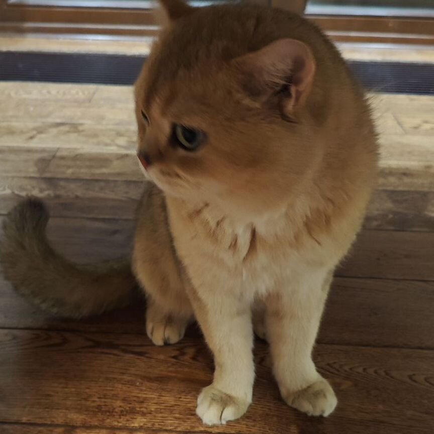 Британский короткошёрстный, взрослый кот