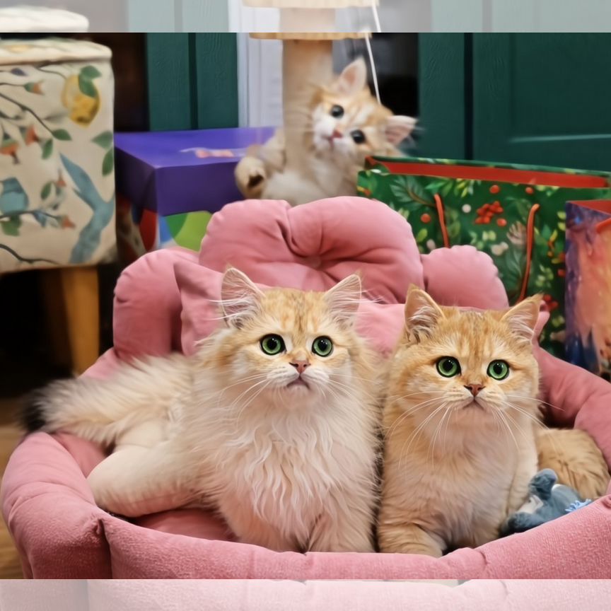 Британский длинношёрстный котёнок