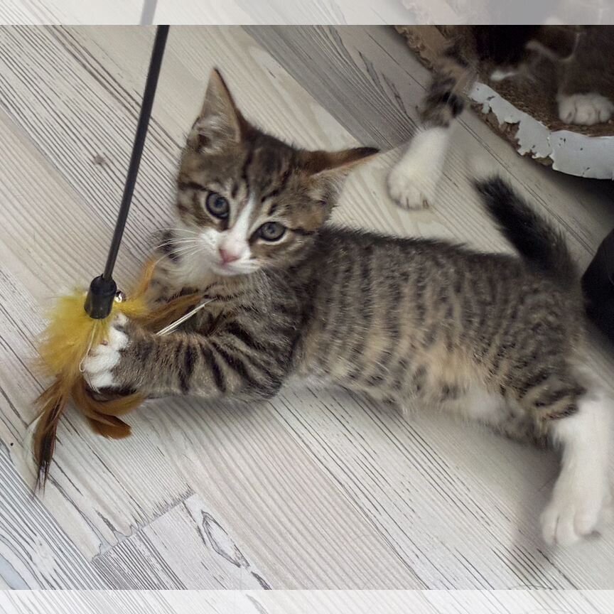 Котёнок в добрые руки
