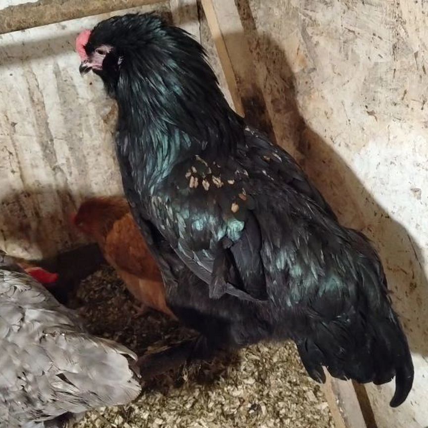 Петух 8 месяцев