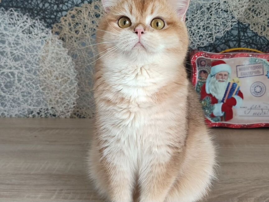 Золотые британцы (кот и кошка)