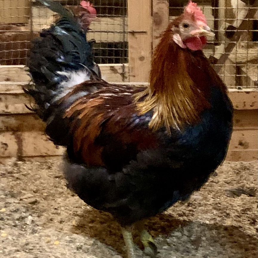 Молодые петухи