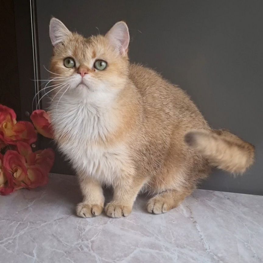 Девочка золотая шиншилла