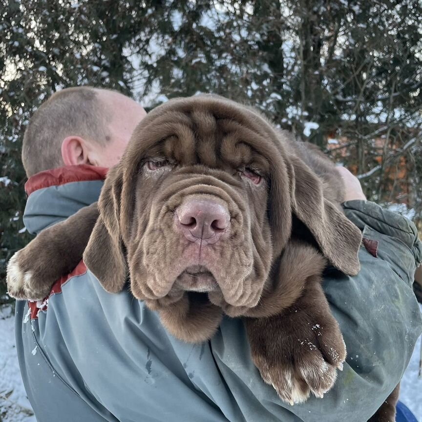 Неаполитанский мастиф