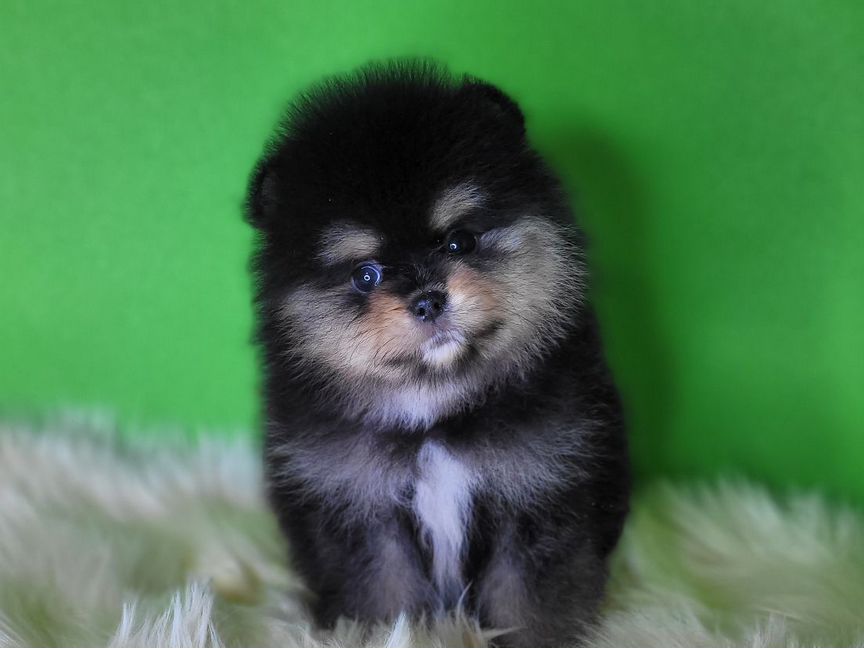 Шпиц мальчик