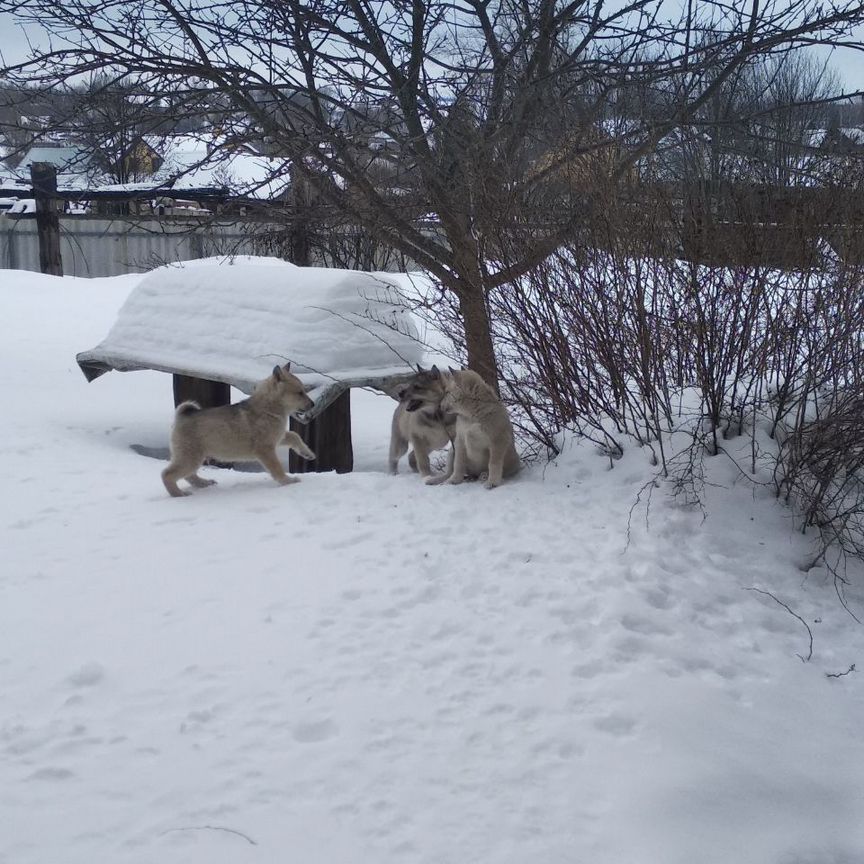 Домашние животные щенки