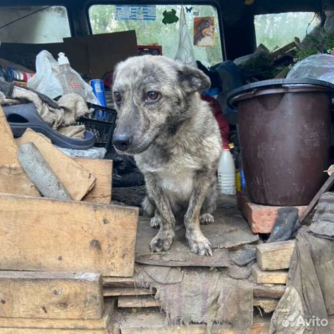 Отдаём собаку девочка 1 год