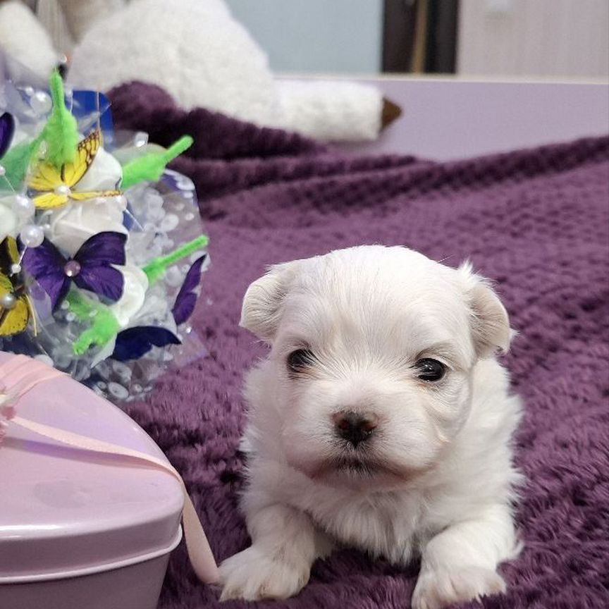 Мальтезе мальчик