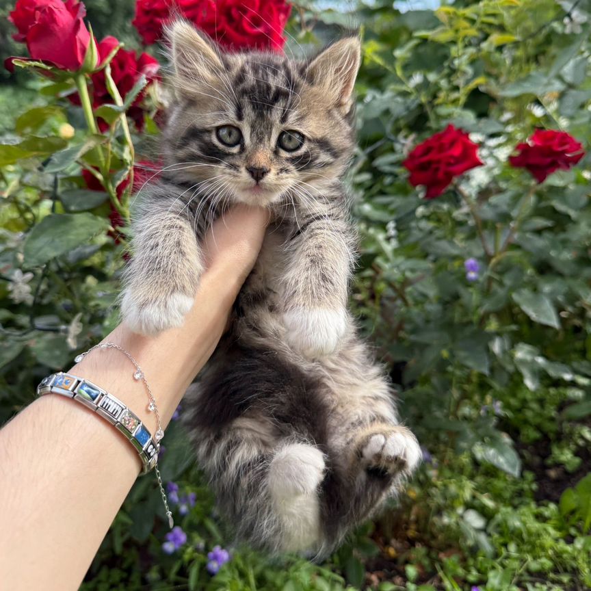 Котёнок в добрые руки