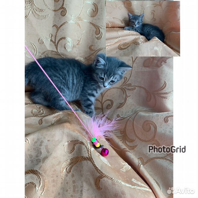 Котёнок плачет в клетке