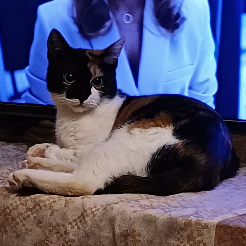 Взрослая кошка от частного владельца