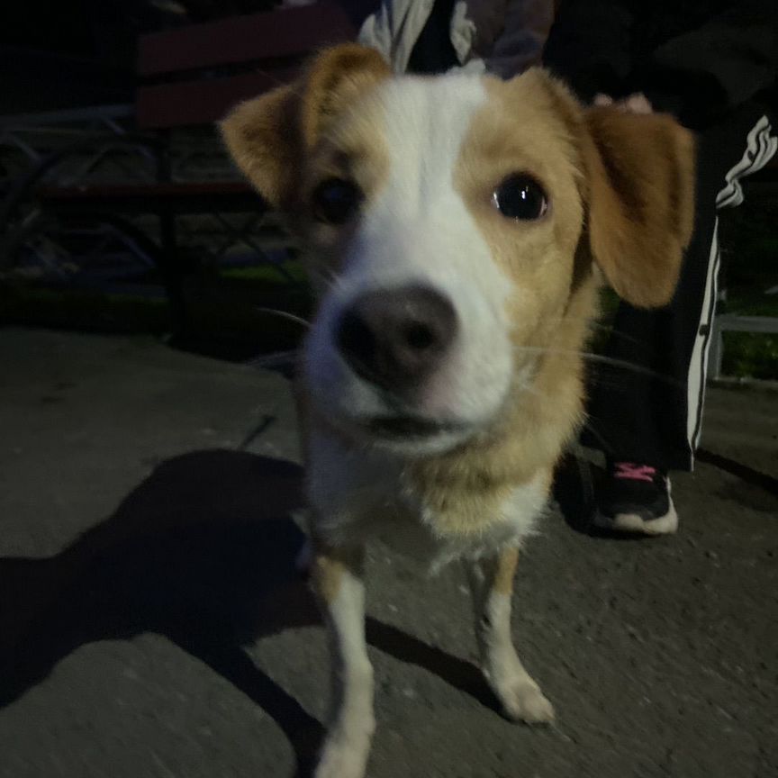 Собака порода не известна