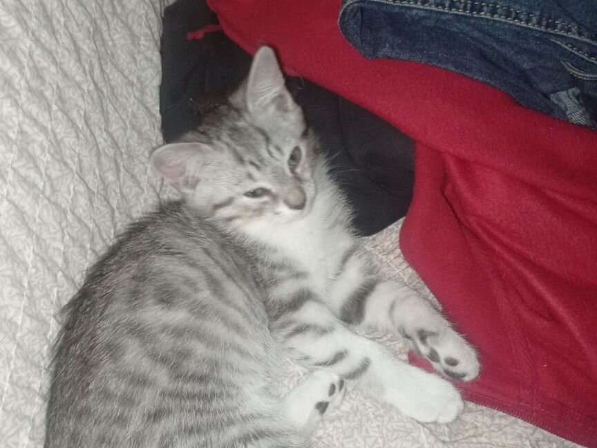 Котята отдам в добрые руки бесплатно