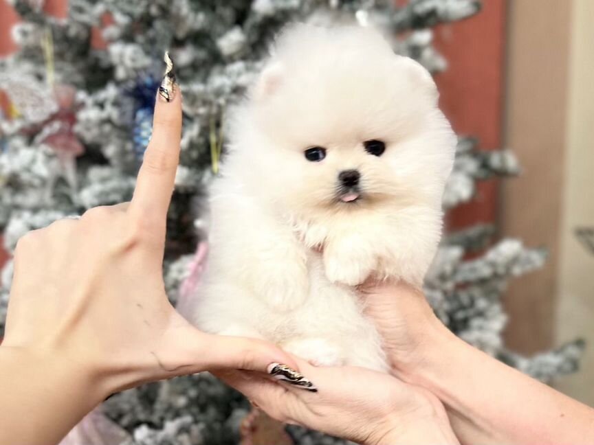 Померанский шпиц мини мишка