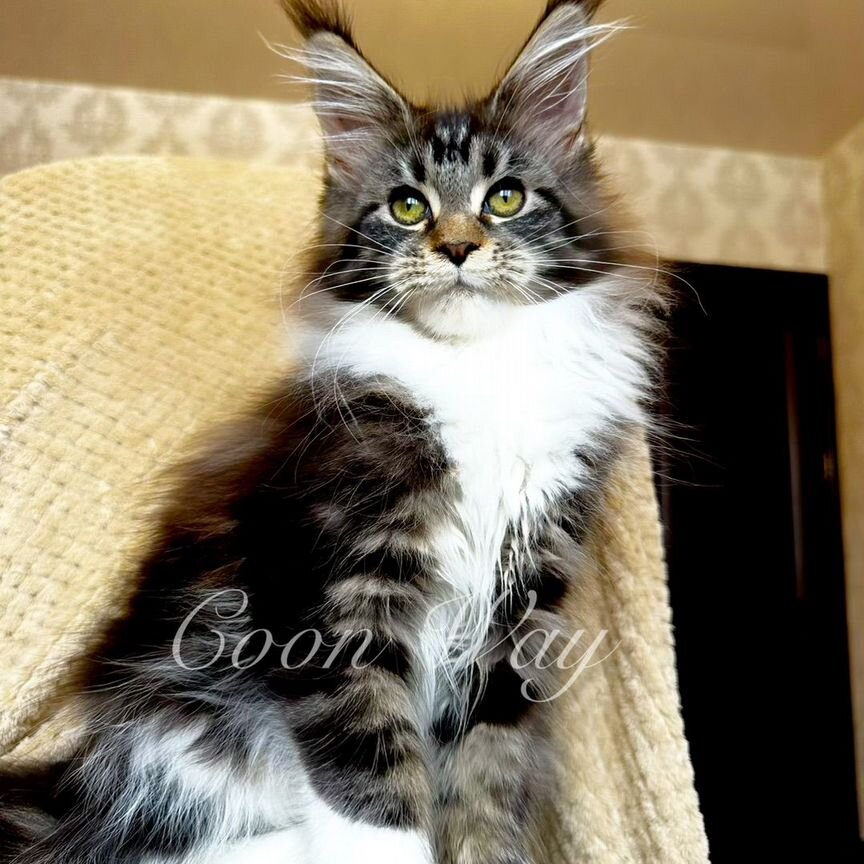 Котята мейн-кун