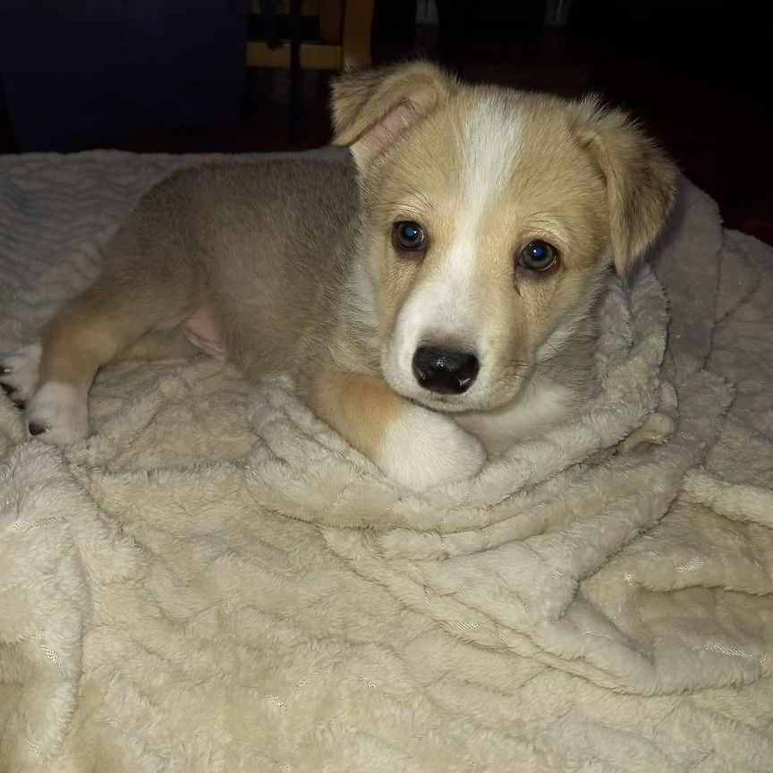 Лео ищет дом