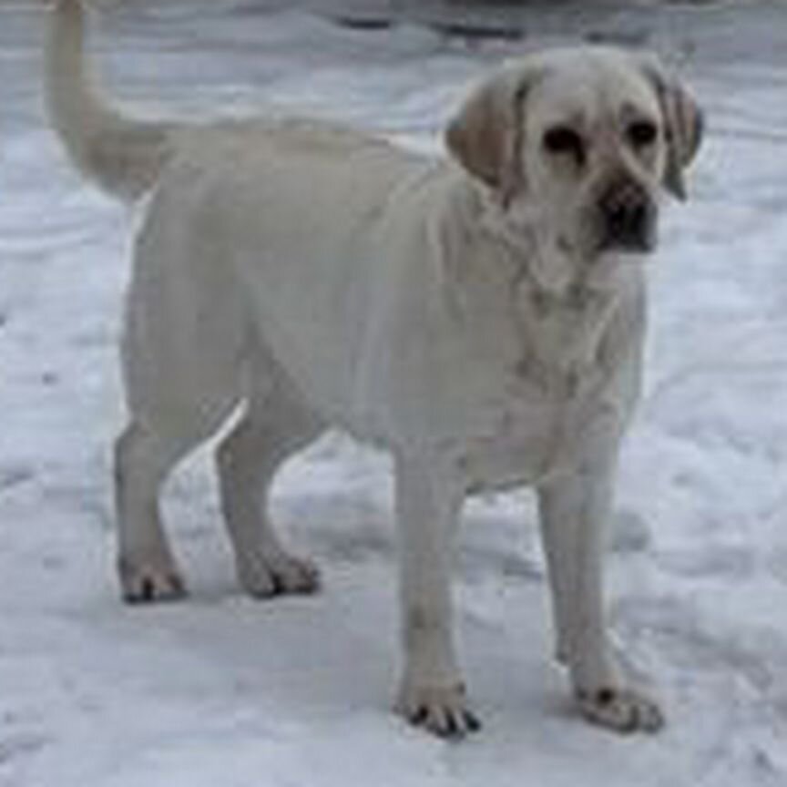 Лабрадор-ретривер, взрослая собака