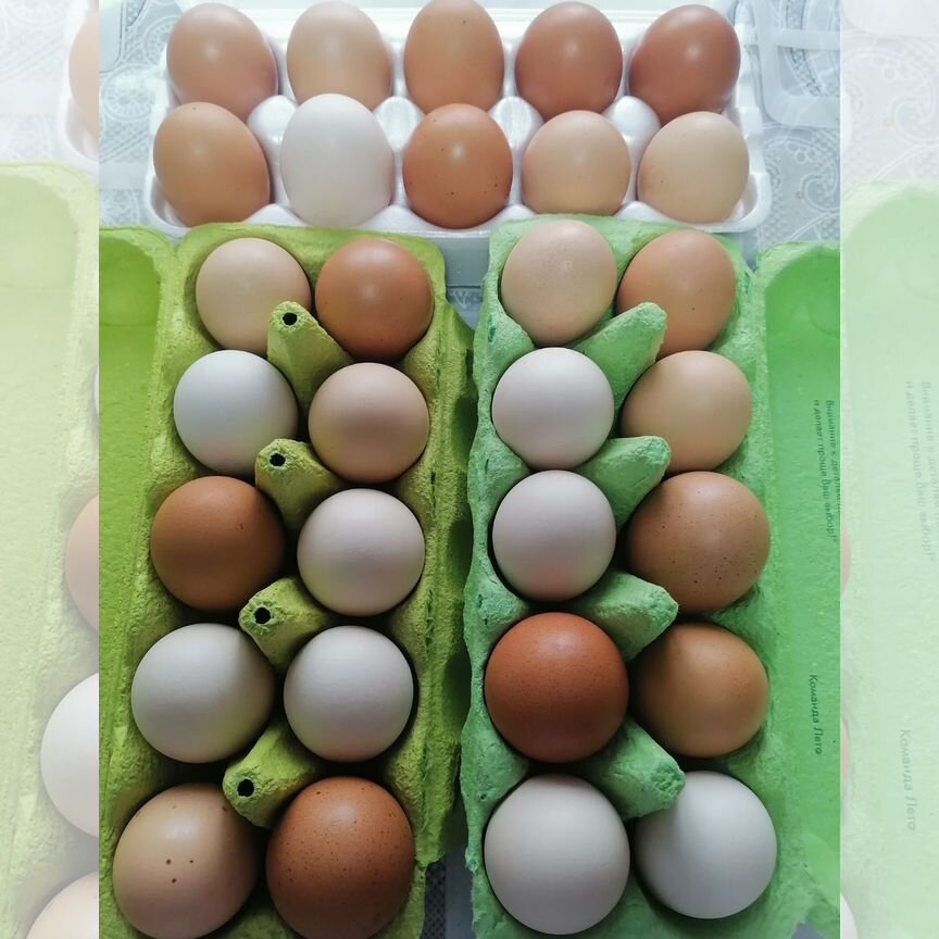 Домашние куриные яйца