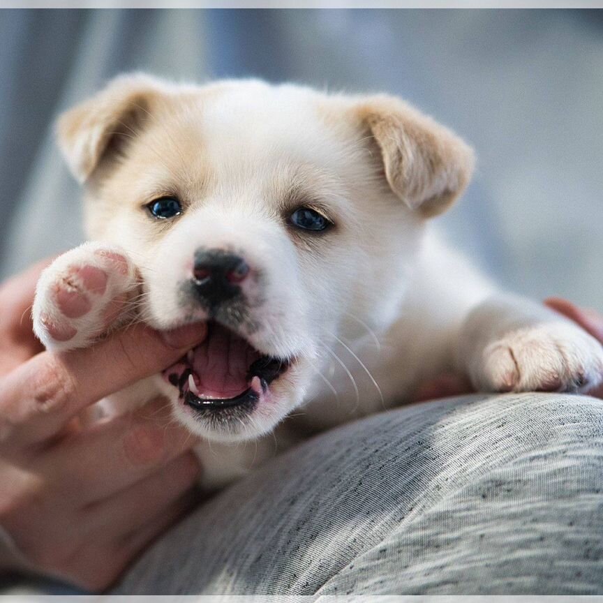 Щенок в добрые руки