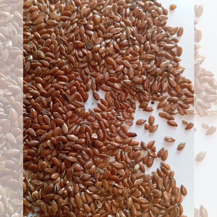 Семена льна