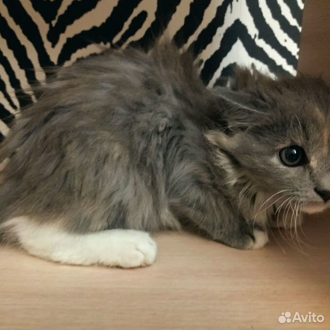 Котята свои собственные - в добрые руки