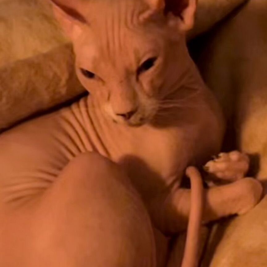 Кошечка донской сфинкс