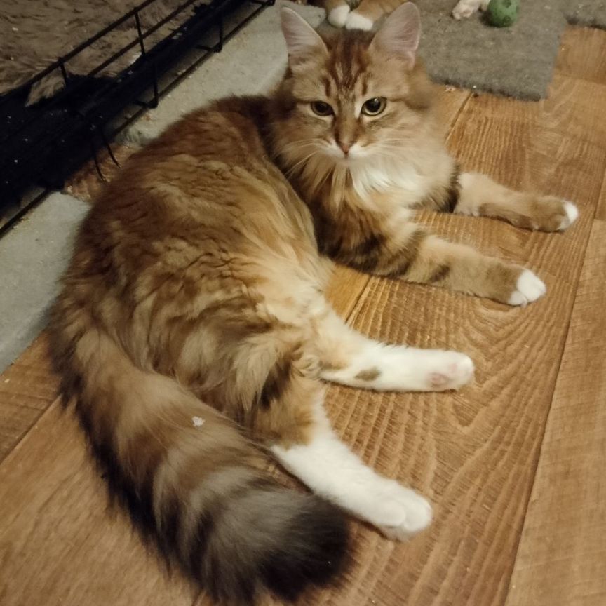 Сибирский котёнок