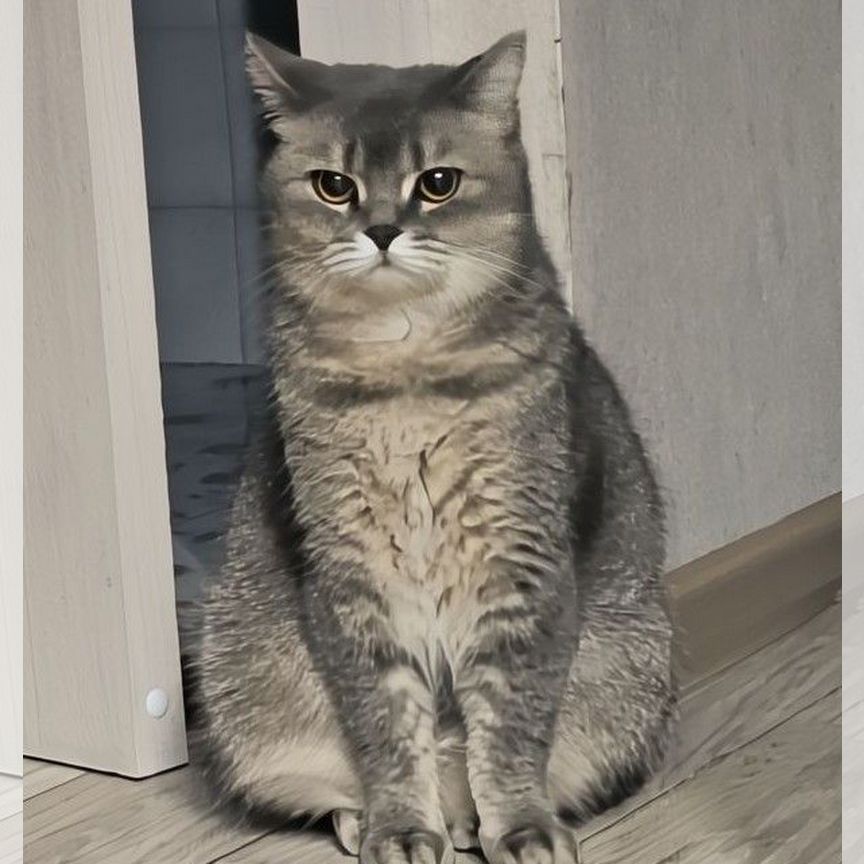 Британская длинношёрстная, взрослая кошка