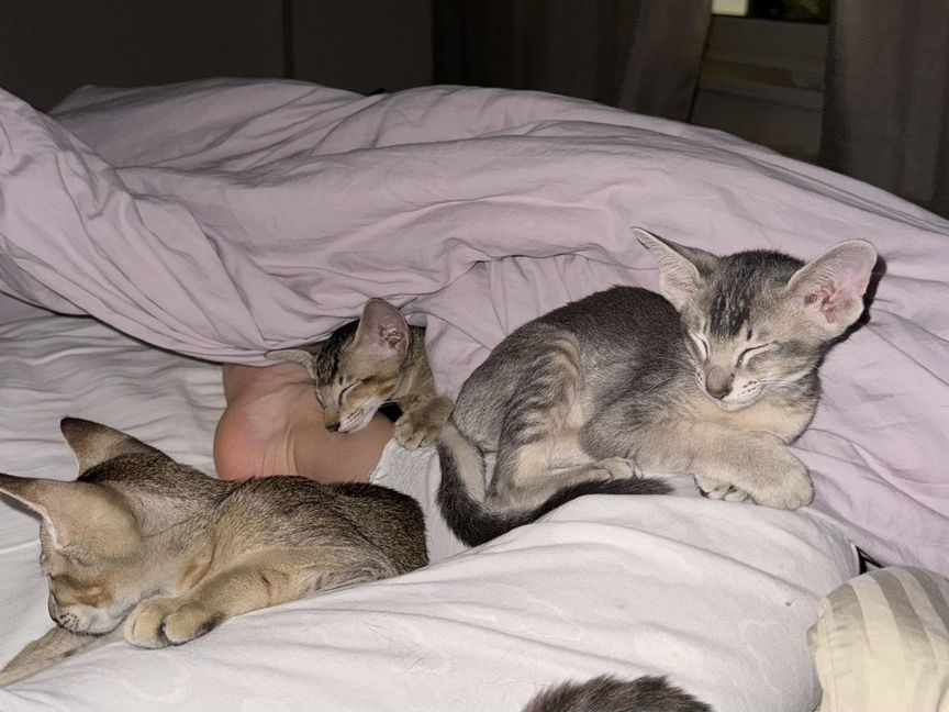 Ориентальные котята