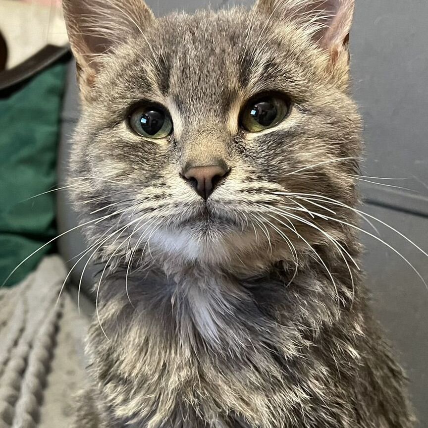 Кошечка в добрые руки(уличная)