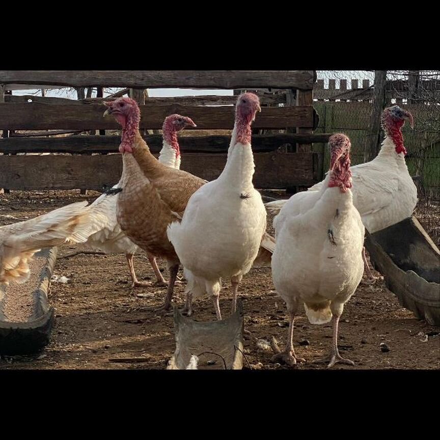 Индюки домашние