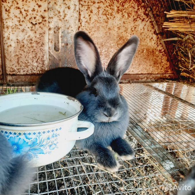 Кролики венский голубой